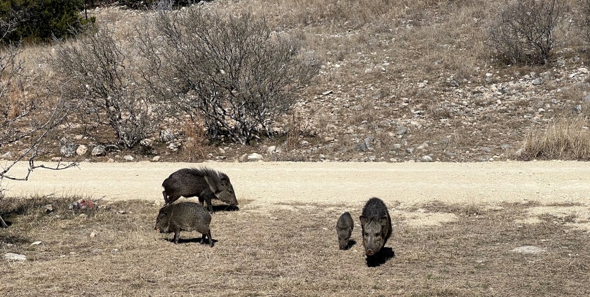 Javelinas and Texas Ebony Trees in South Texas – Anthrop 365