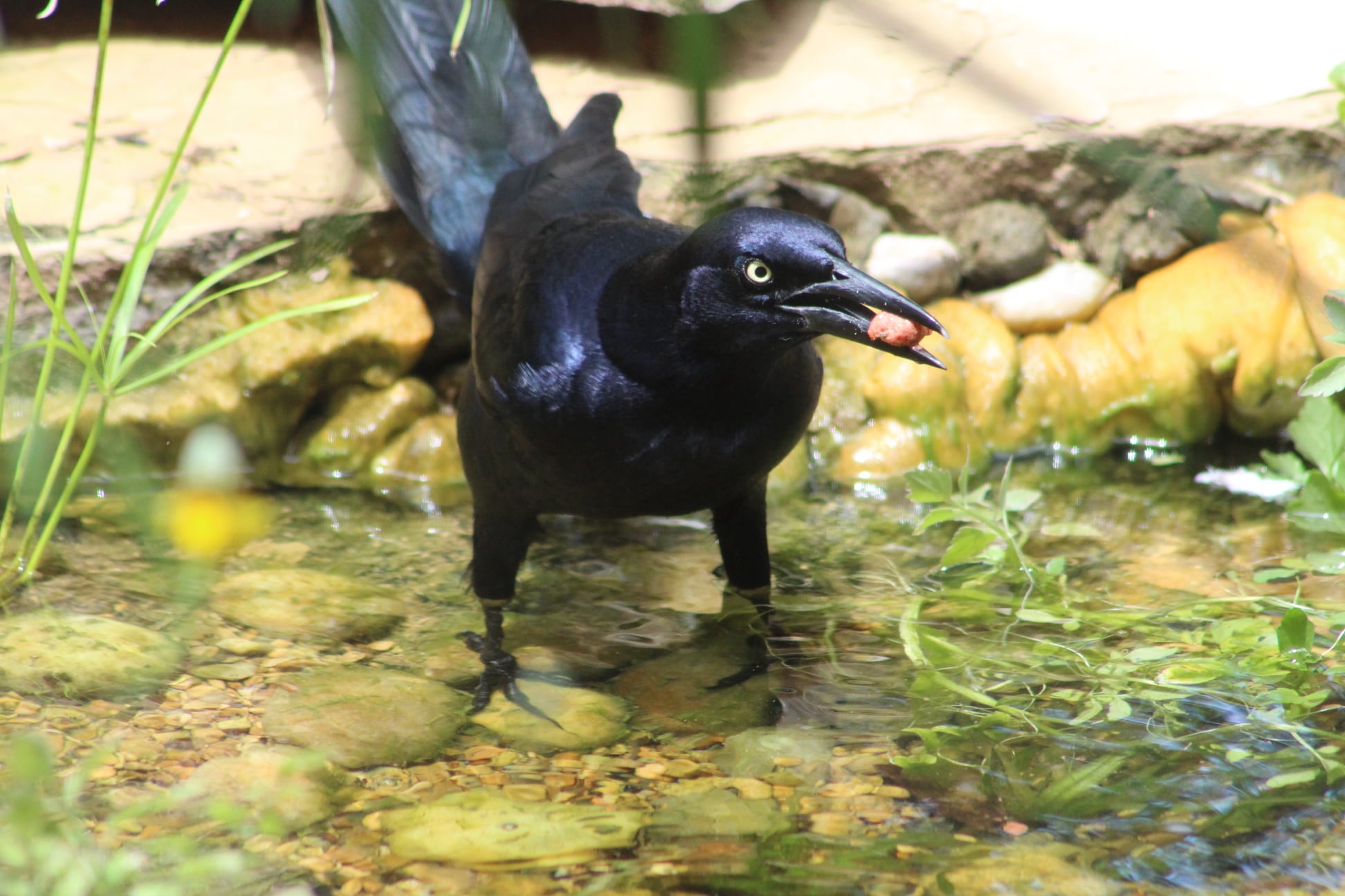 Digging for Birds – Anthrop 365