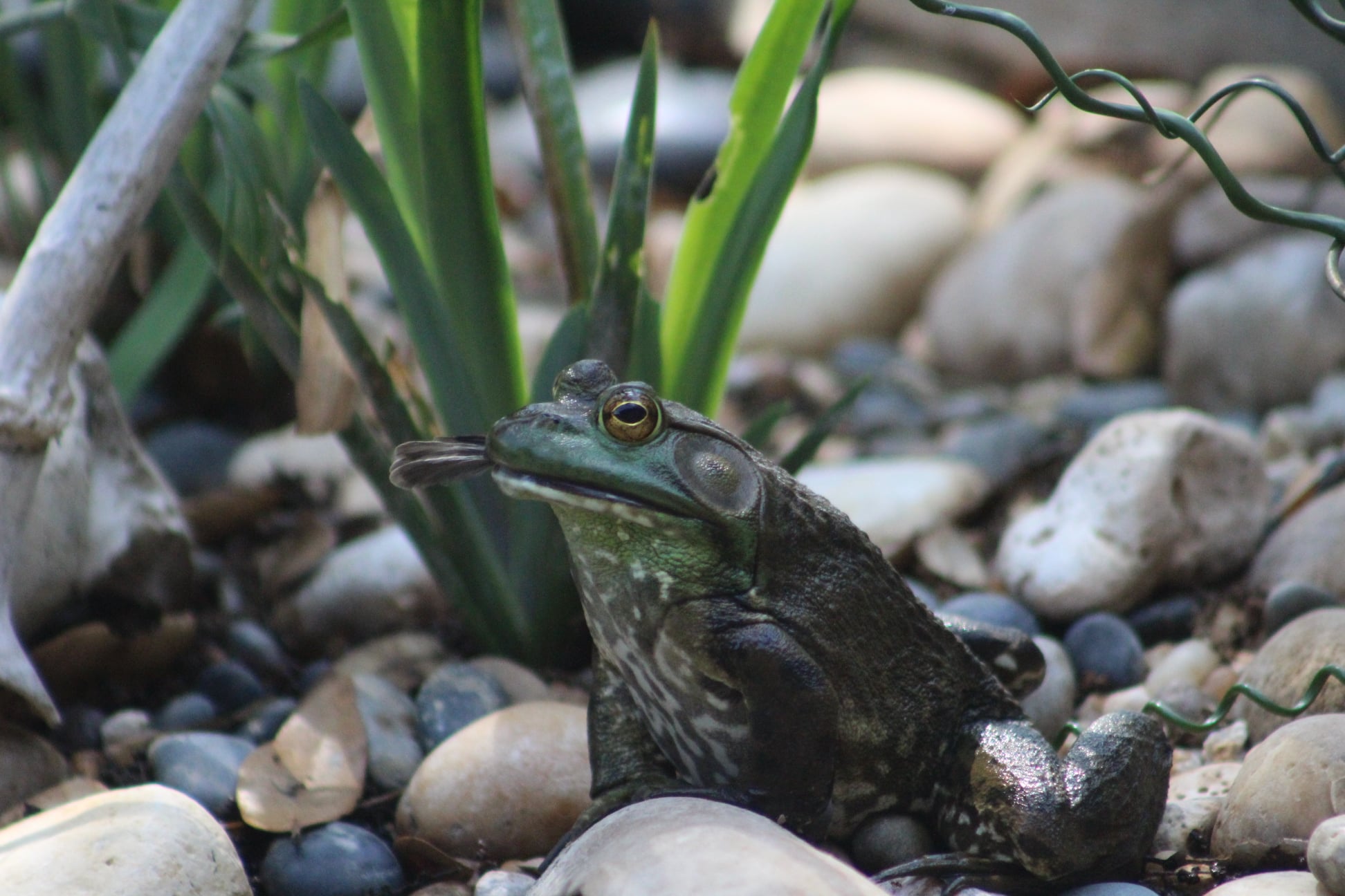 Digging for Birds – Anthrop 365